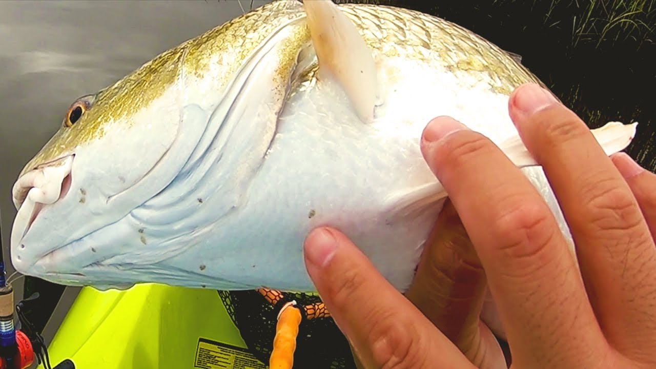Do redfish have parasites?