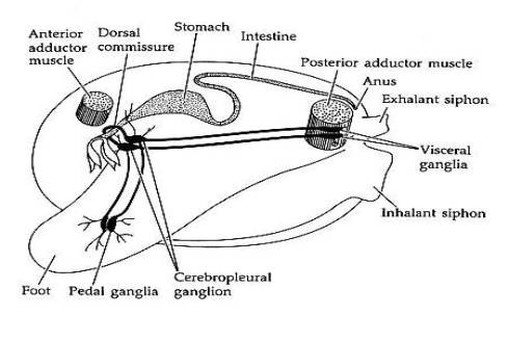 Do scallops have feelings?