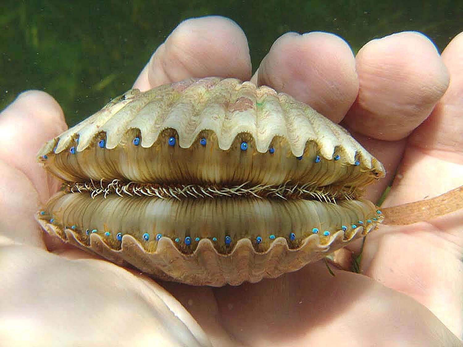 Do scallops have teeth?