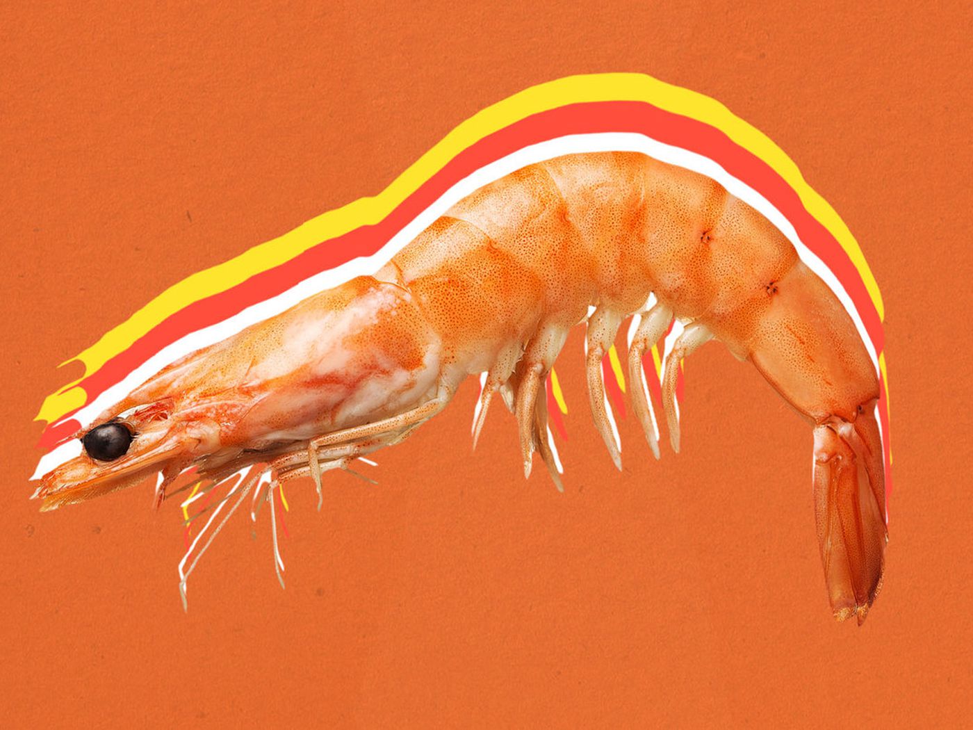 Do shrimp have claws?