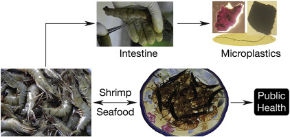Do shrimp have lots of microplastics?