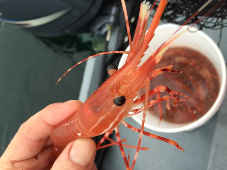 Do spot prawns migrate?