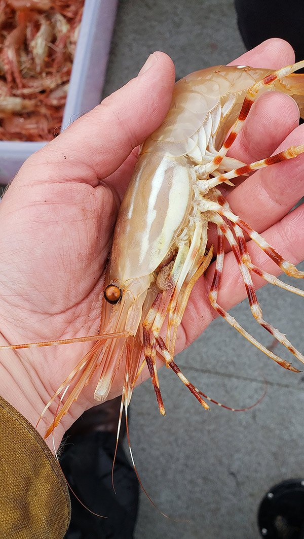 Do spot prawns need to be deveined?