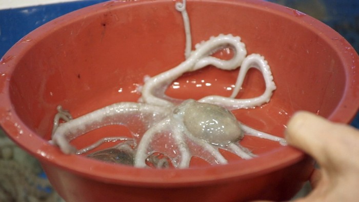 Do squids feel pain when eaten alive?