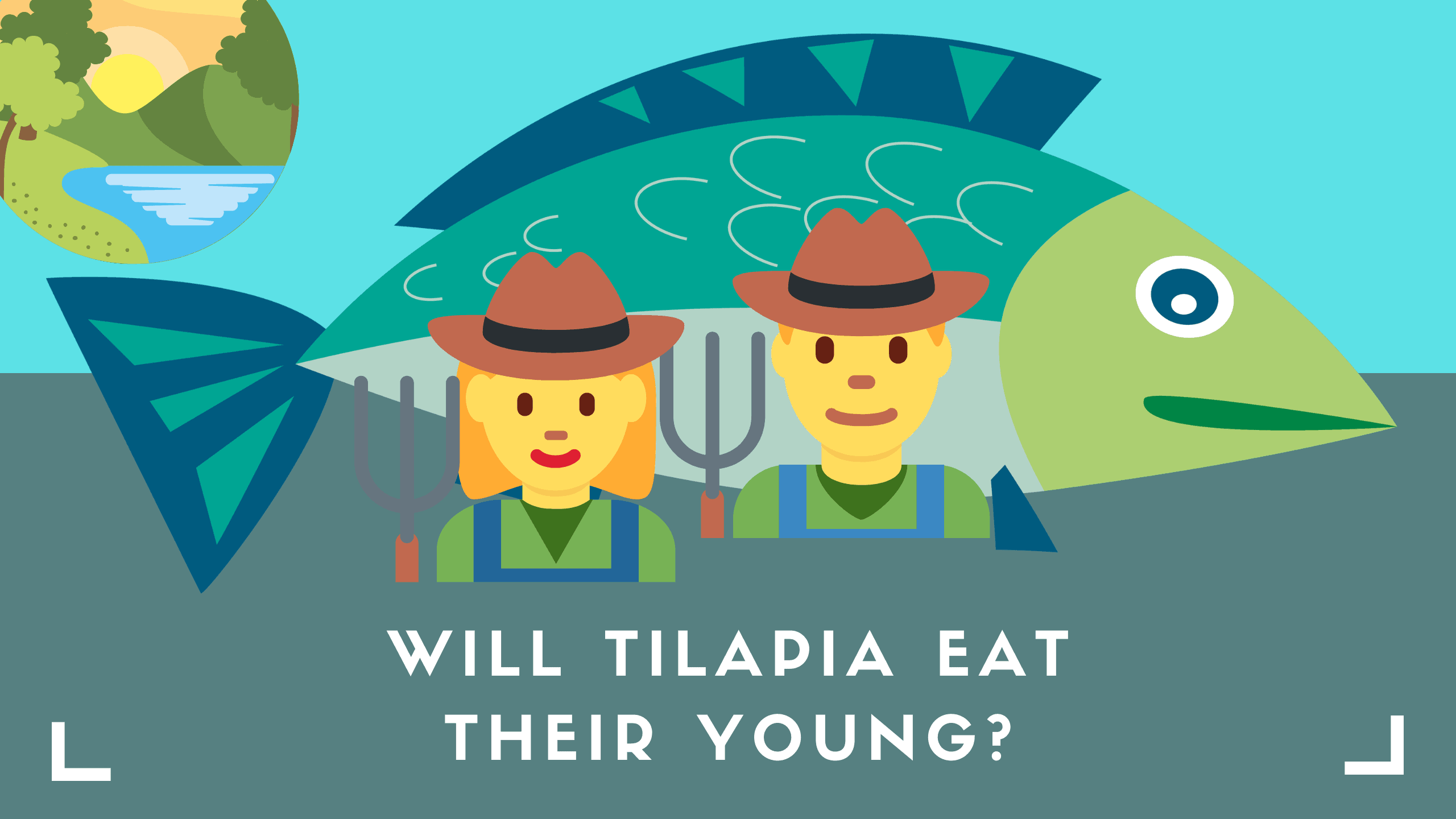 Do tilapia eat their babies?