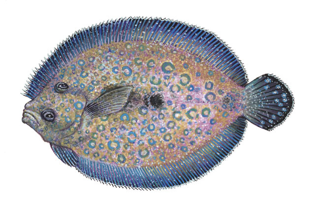 Does a flounder have bilateral symmetry?