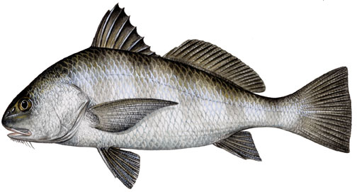Does black drum taste like red drum?