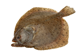 Does brill taste like turbot?