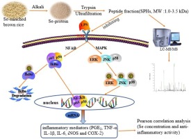 Does brown rice protein cause inflammation?