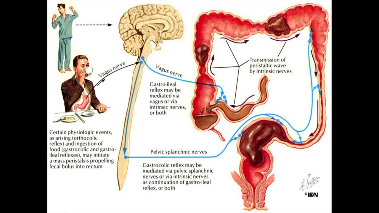 Does constipation affect the colon?