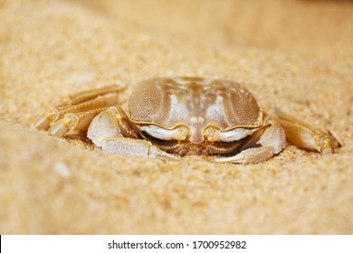 Does crabs sleep in sand?