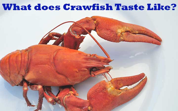 Does crawfish taste fishy?