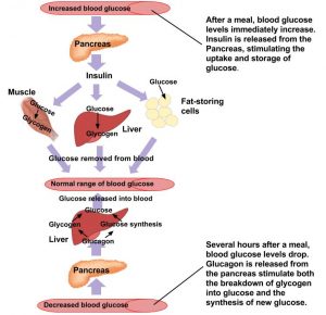 Does fiber block the absorption of carbohydrates?