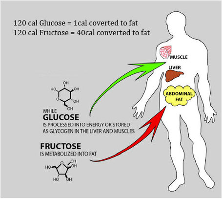 Does fructose increase belly fat?
