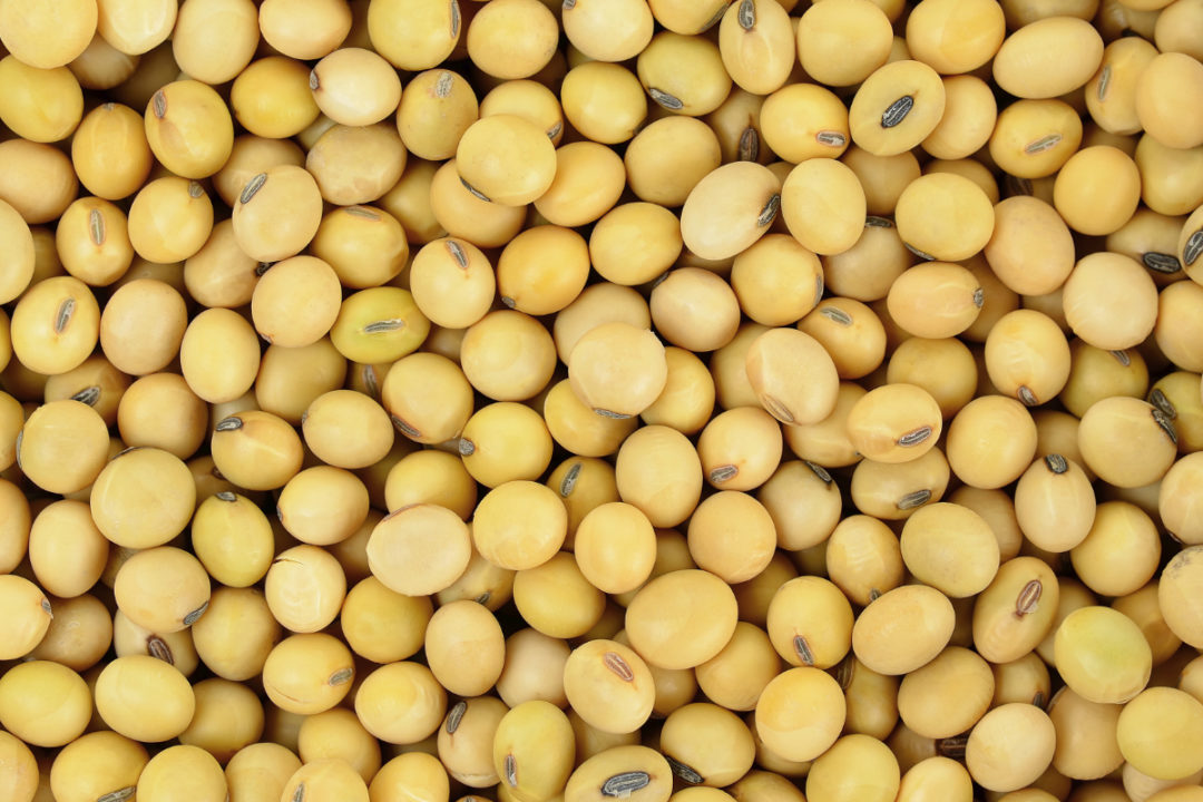 Does Japan produce soybeans?