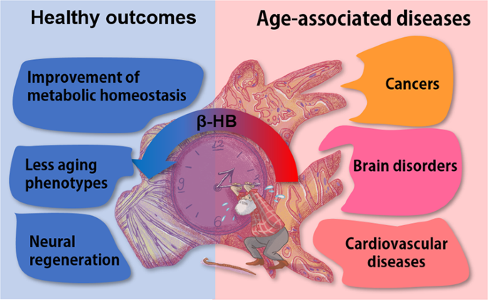 Does keto diet cause aging?