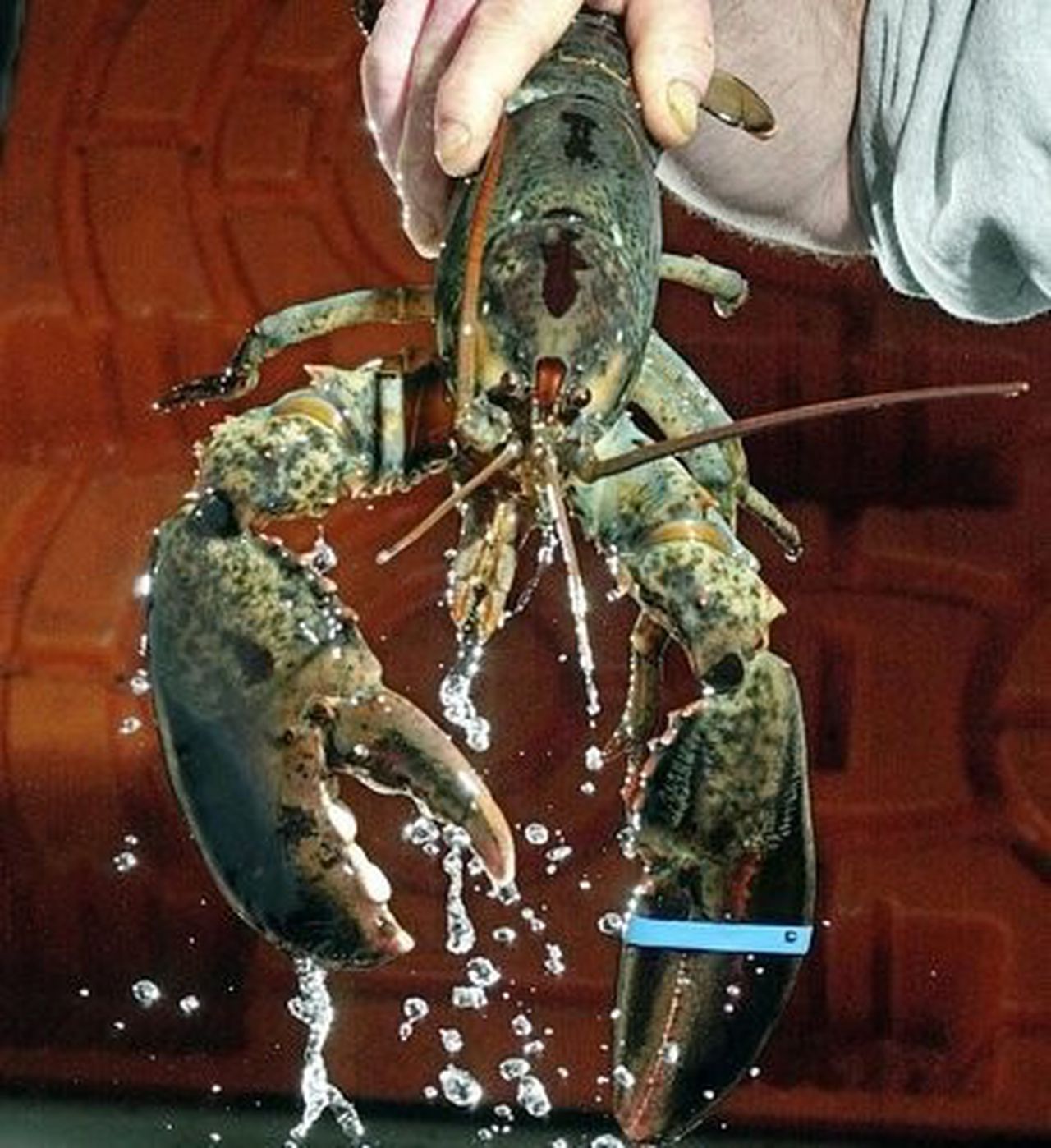 Does Meijer still sell live lobster?