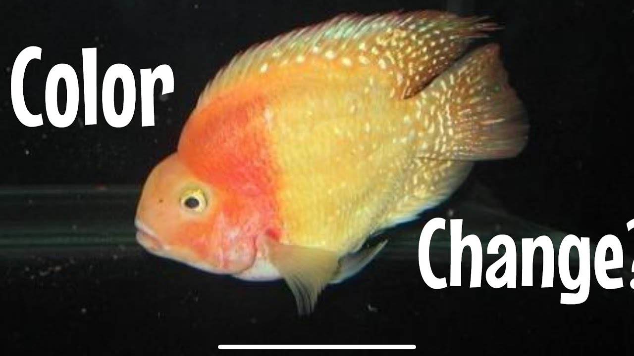 Does parrot fish change color?
