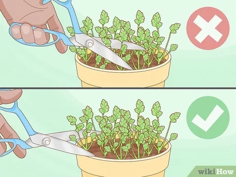 Does parsley grow back?
