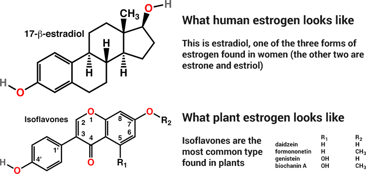 Does phytoestrogen convert estrogen?