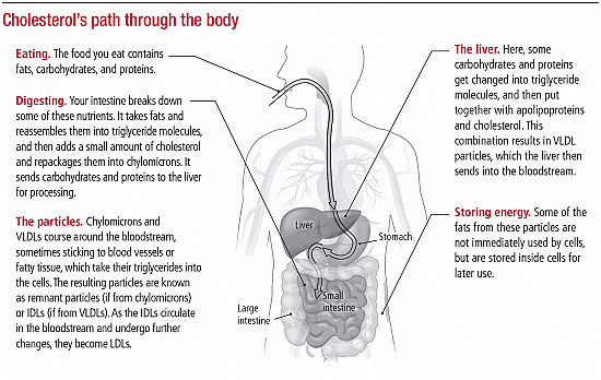 Does protein become cholesterol?