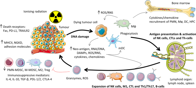 Does radiotherapy affect your immune system permanently?