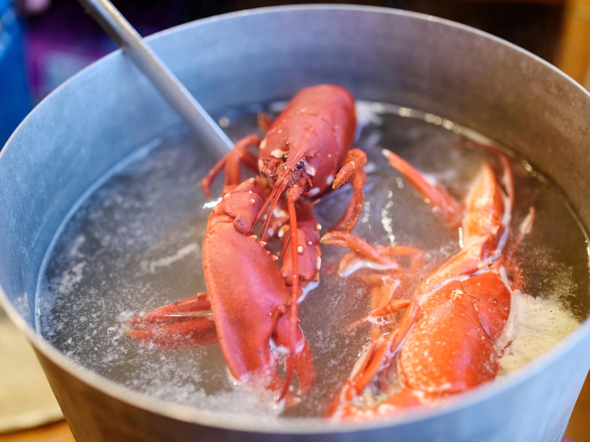 Does Red Lobster boil lobsters alive?