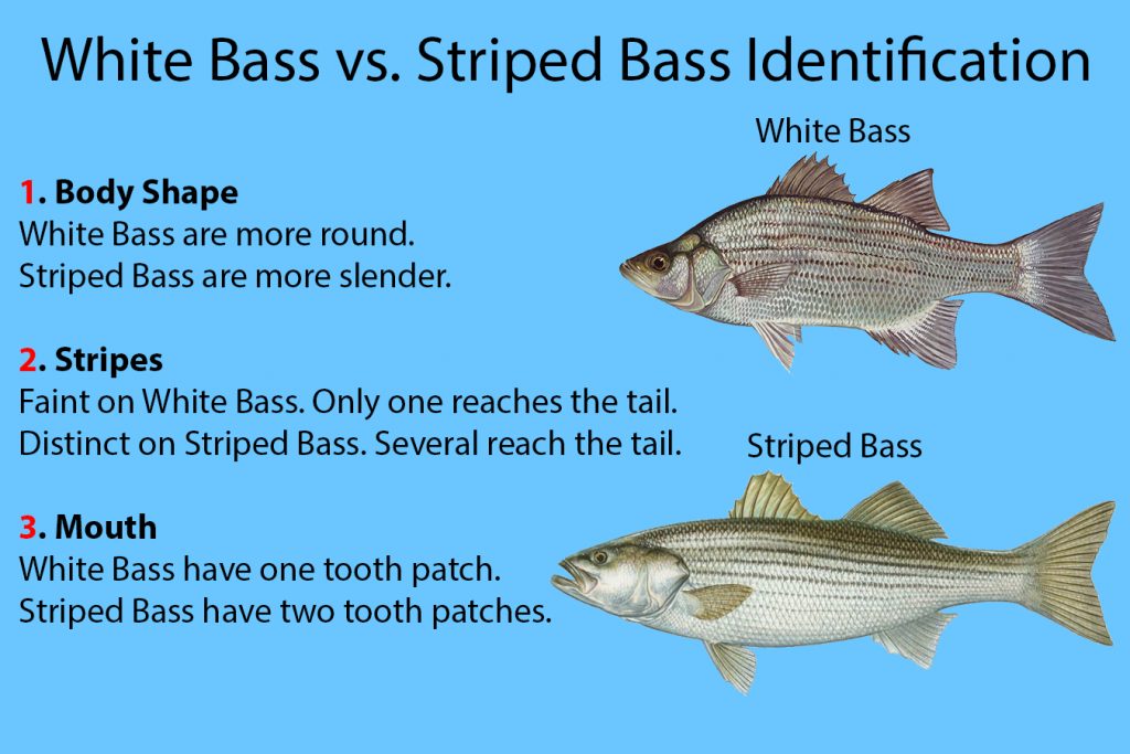 Does sea bass and striped bass taste the same?