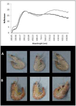 Does shrimp contain copper?
