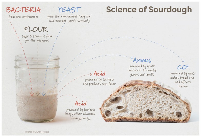 Does sourdough bread taste different than regular bread?