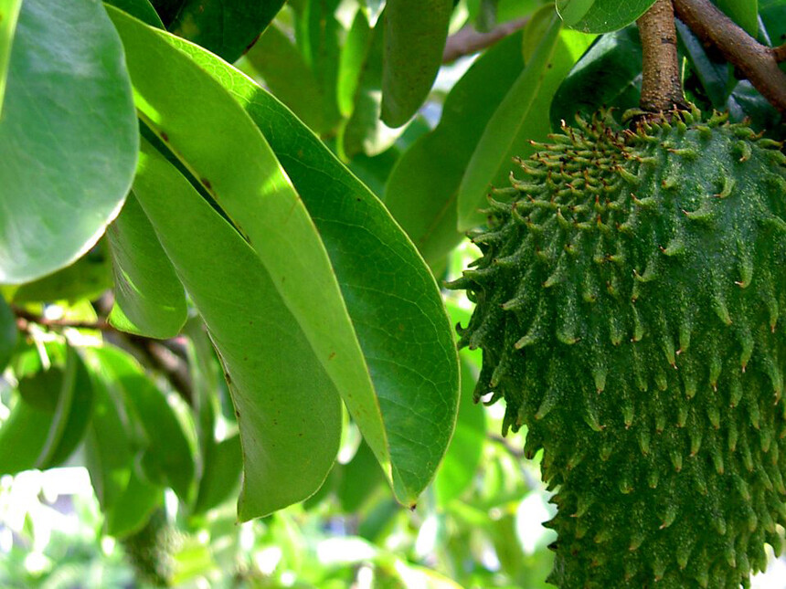 Does soursop cause Parkinson's?