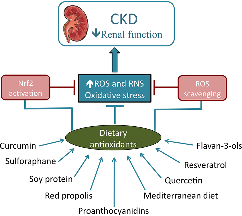 Does soy increase creatinine?
