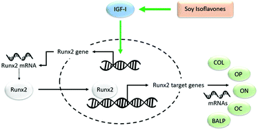 Does soy protein reduce cholesterol?