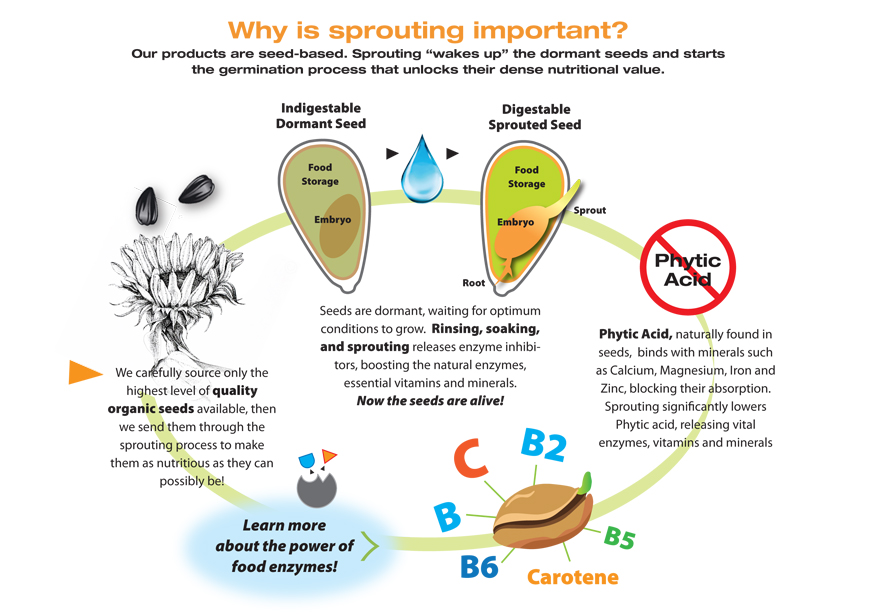 Does sprouting oats reduce phytic acid?