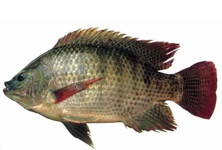 Does the US import tilapia from China?