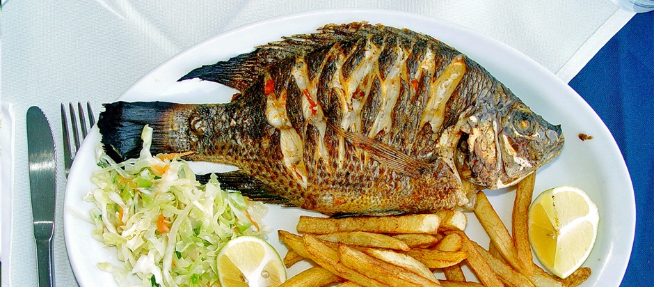 Does tilapia eat sewage?