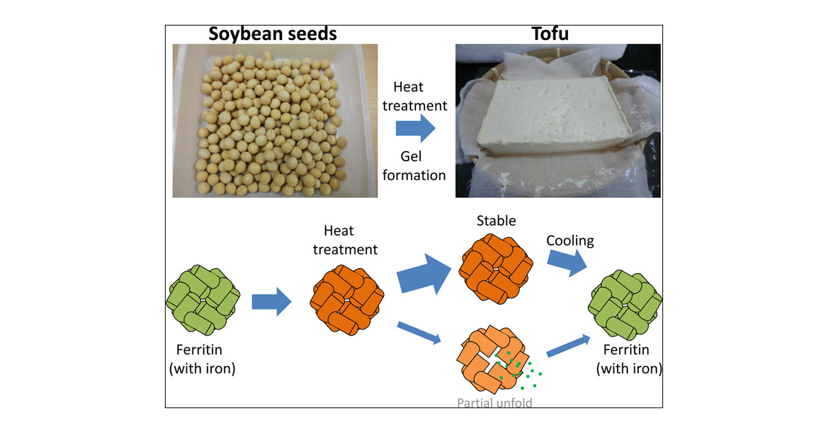 Does tofu interfere with iron absorption?