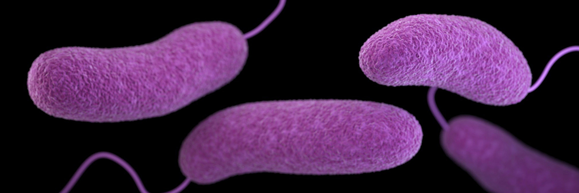 Does Vibrio go away on its own?