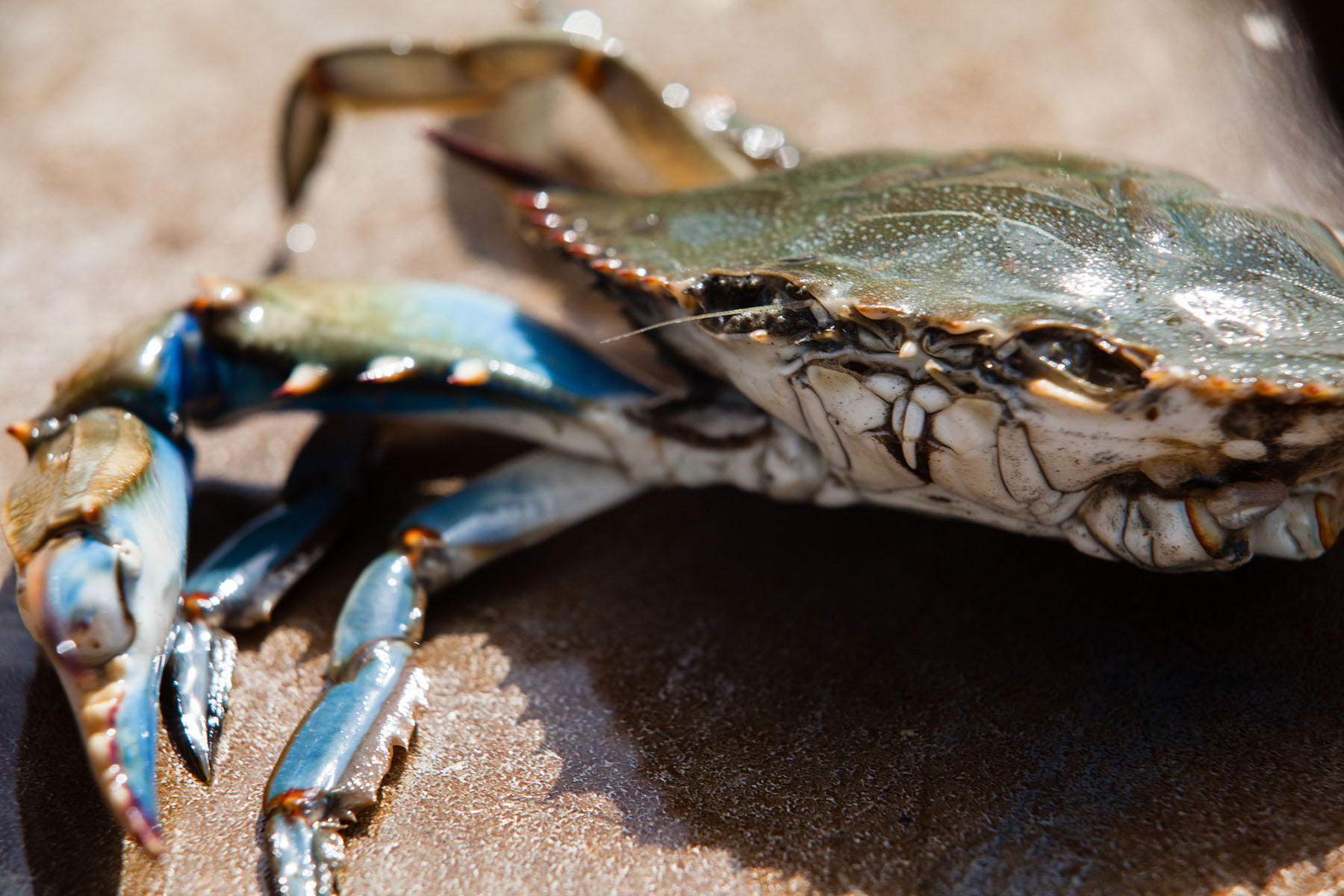 How are blue crab keystone species?