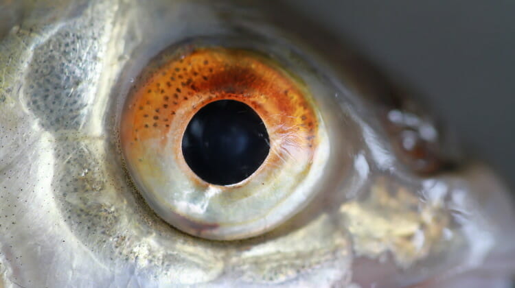 How are fish eyes different from humans?