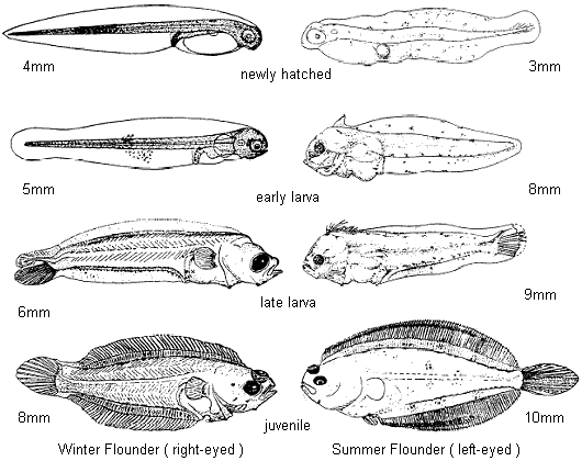 How are flounders born?