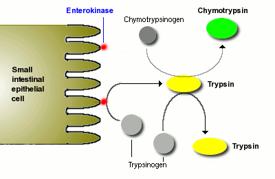 How are pancreatic enzymes activated in the small intestine?
