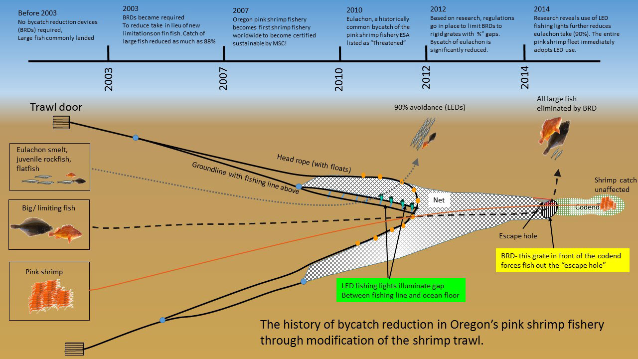 How are pink shrimp harvested?