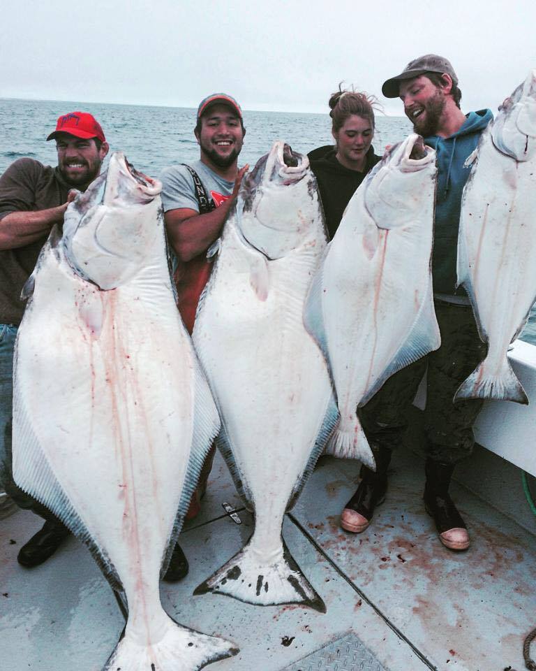 How big can halibut grow?