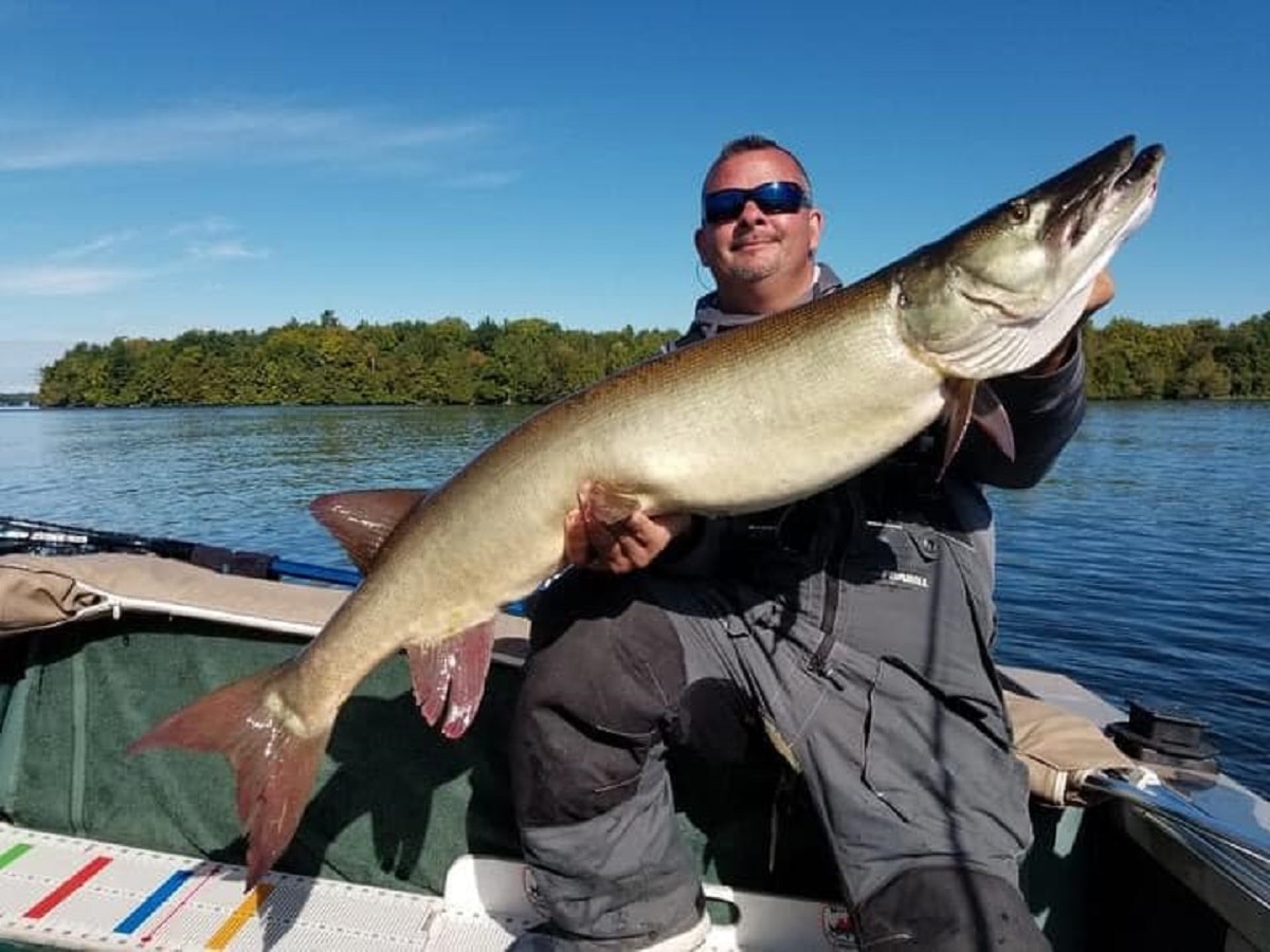 How big do muskies have to be to keep?