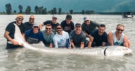 How big do sturgeon get in BC?