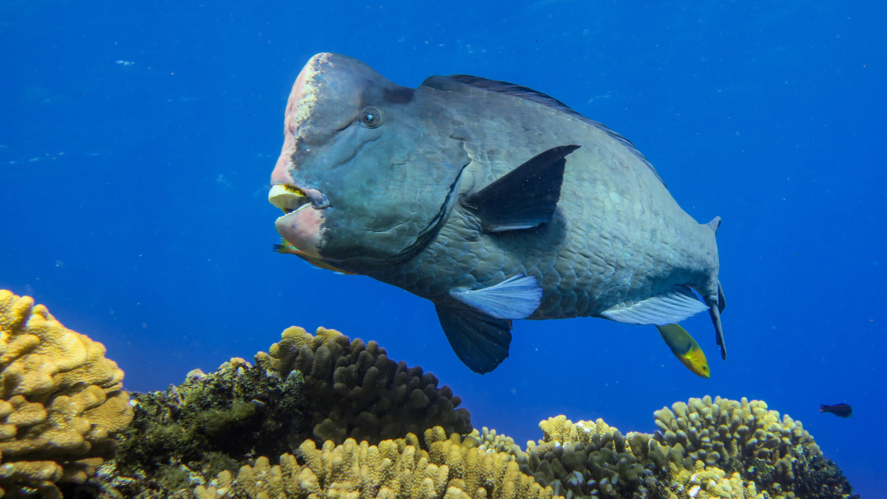 How big is a bump head parrot fish?