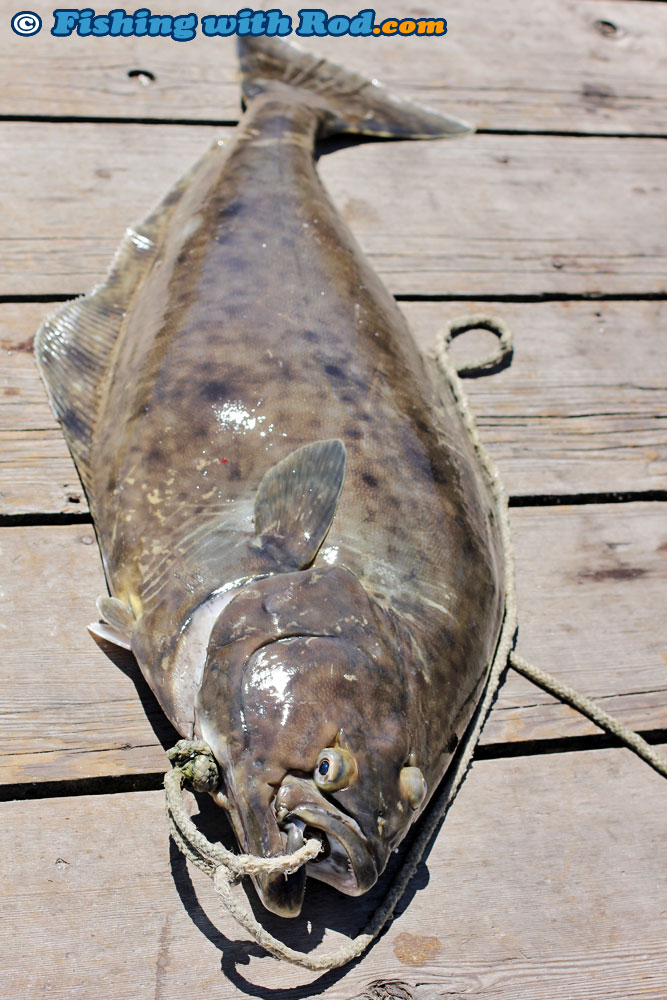 How big is a chicken halibut?