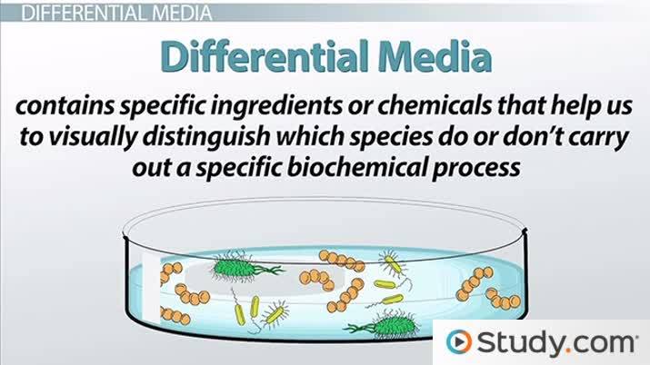 How can we use differential media to distinguish bacterial species?