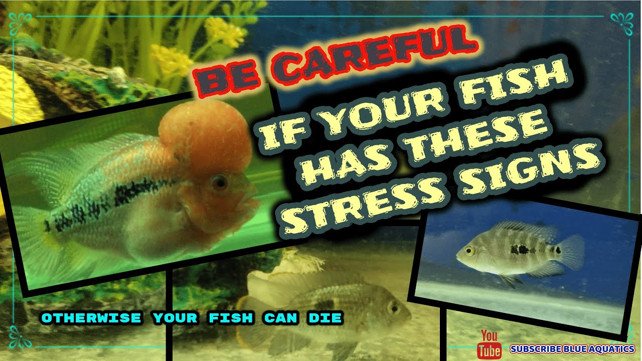 How can you tell if a fish is unhappy?